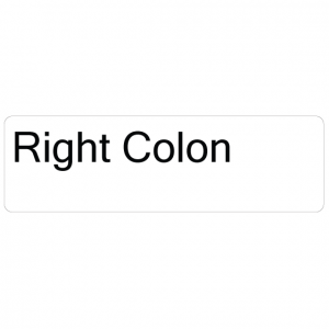Right Colon | Mermed