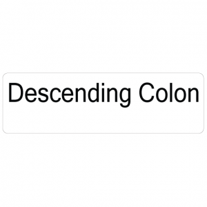 Decending Colon | Mermed