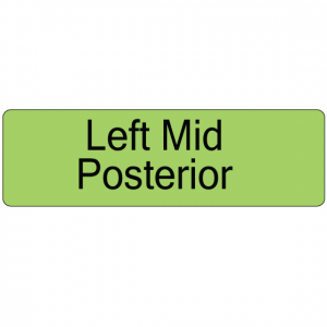 Left Mid Posterior | Mermed