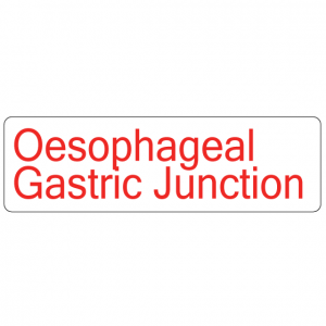 Oesophageal Gastric Junction | Mermed