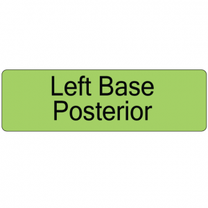 Left Base Posterior | Mermed